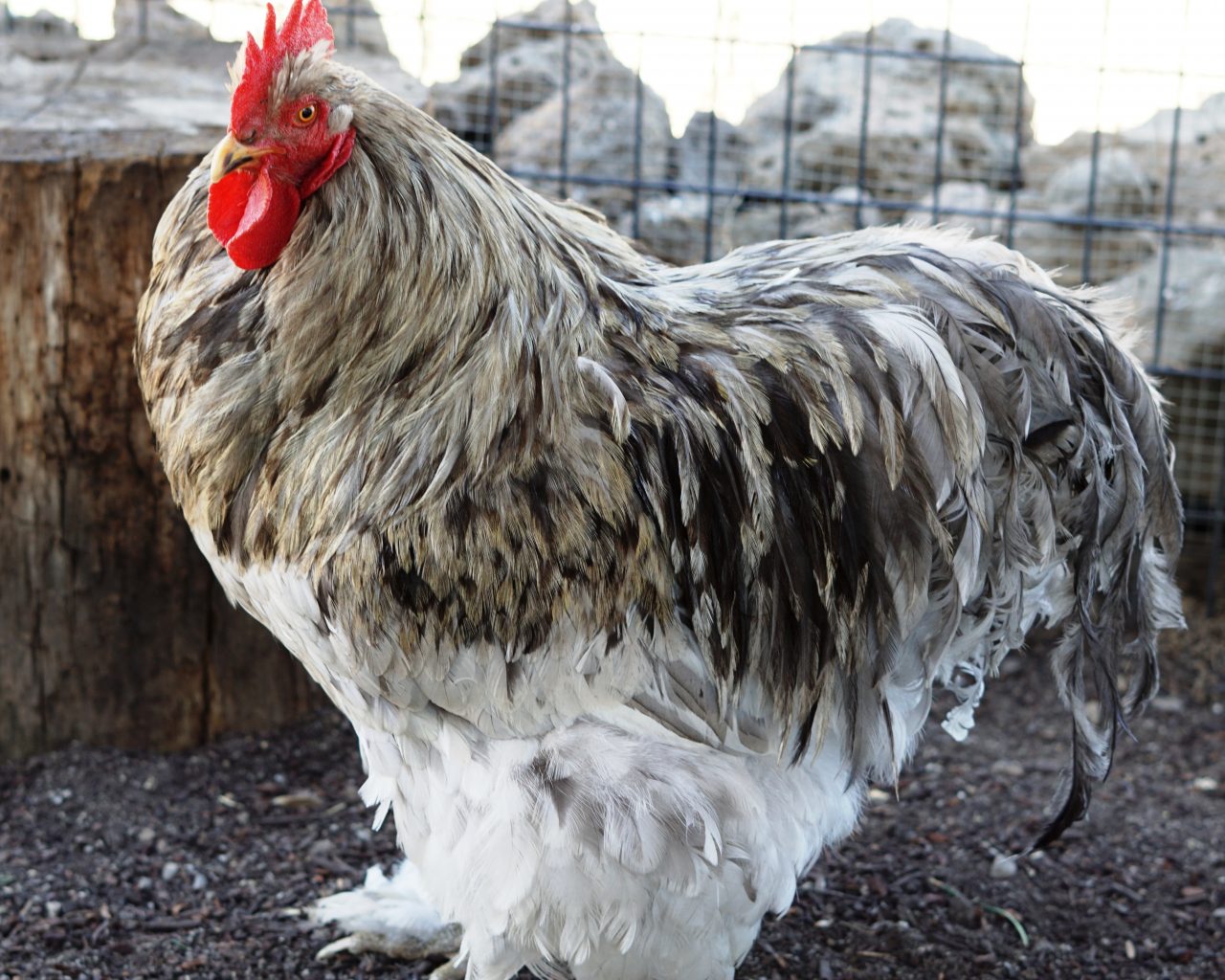Opheus - Terra Farm Sanctuary